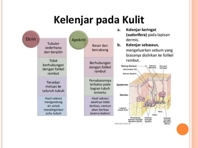 anatomi_dan_fisiologi_kulit_ppt.ppt.ppt. | PPT