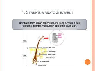 anatomi_dan_fisiologi_kulit_ppt.ppt.ppt. | PPT