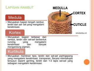 anatomi_dan_fisiologi_kulit_ppt.ppt.ppt. | PPT