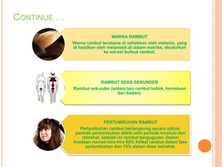anatomi_dan_fisiologi_kulit_ppt.ppt.ppt. | PPT