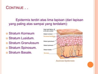 anatomi_dan_fisiologi_kulit_ppt.ppt.ppt. | PPT