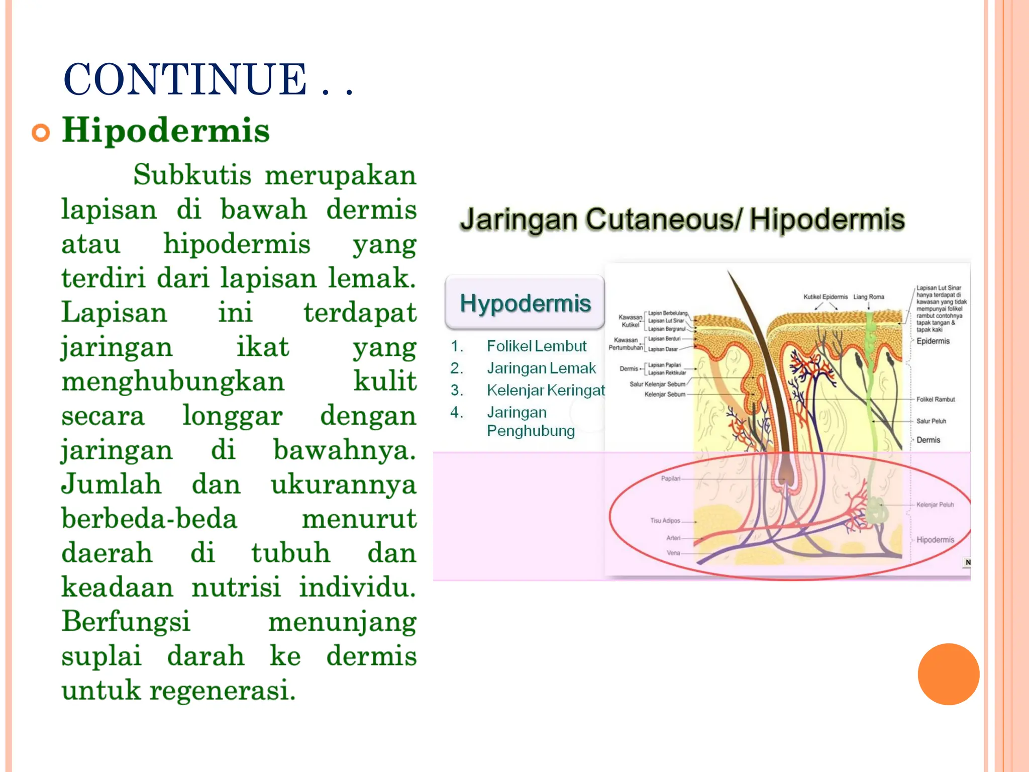 anatomi dan fisiologi sistem integumen manusia | PPT