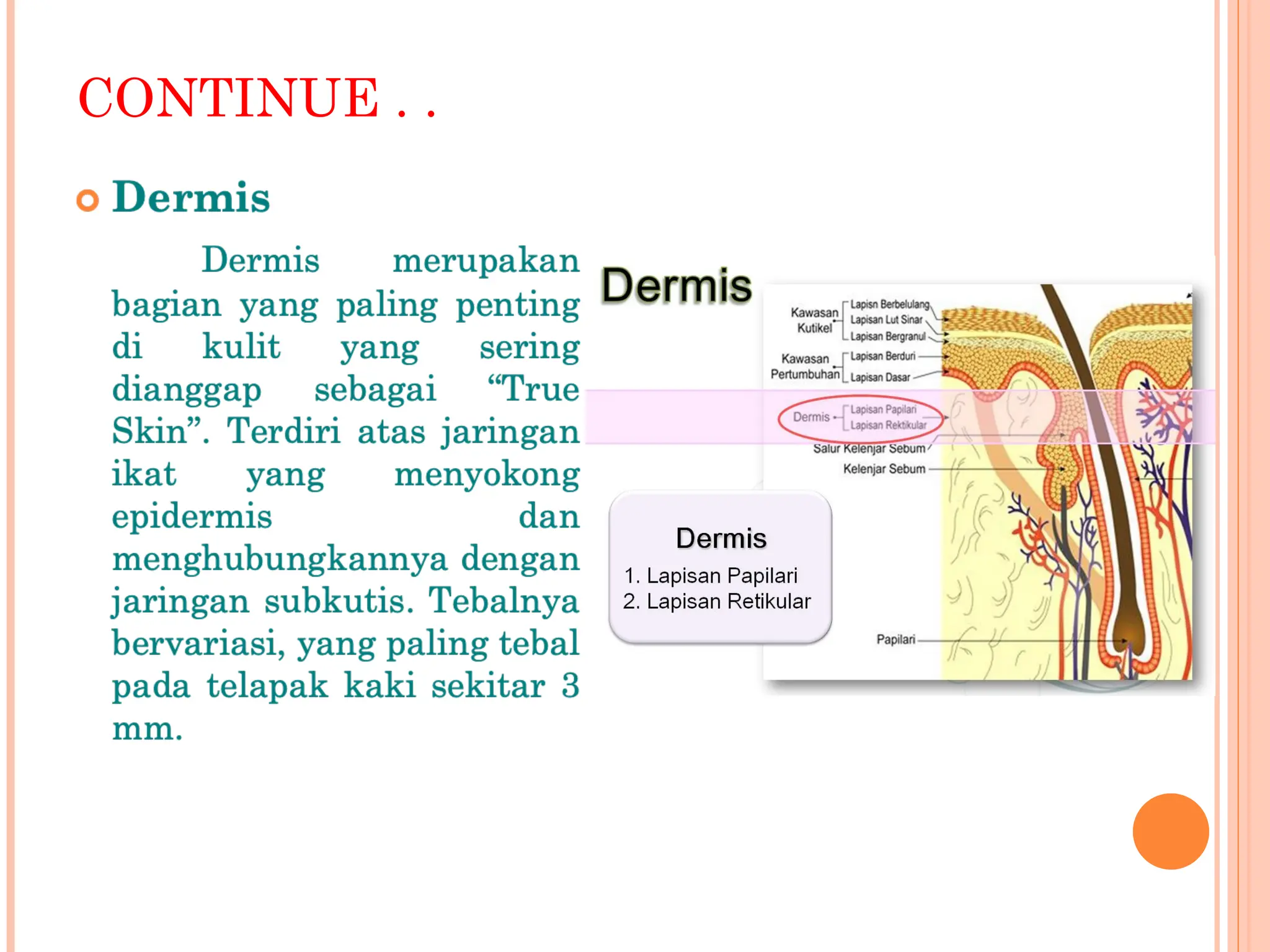 anatomi dan fisiologi sistem integumen manusia | PPT