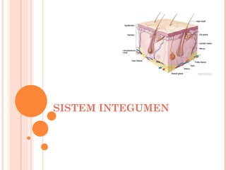anatomi dan fisiologi sistem integumen manusia | PPT