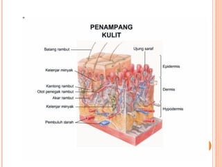 anatomi dan fisiologi sistem integumen manusia | PPT