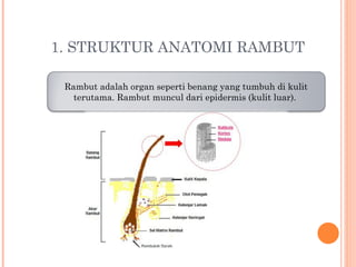 anatomi dan fisiologi sistem integumen manusia | PPT