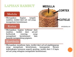anatomi dan fisiologi sistem integumen manusia | PPT