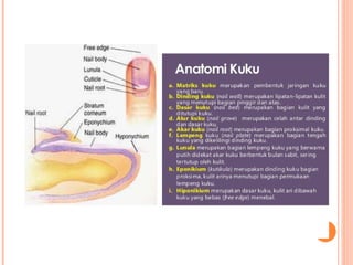 anatomi dan fisiologi sistem integumen manusia | PPT
