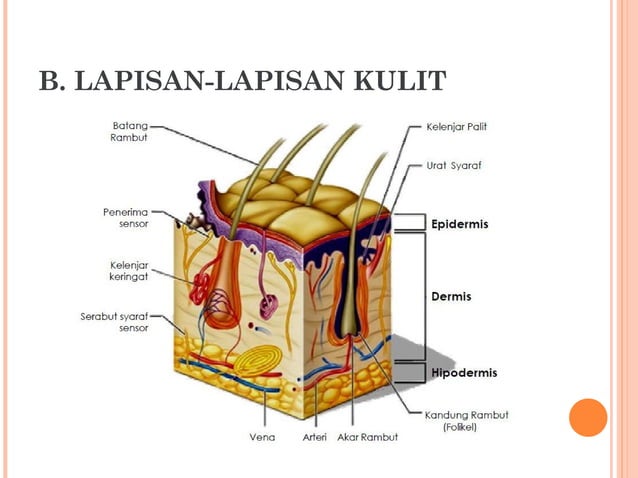 anatomi dan fisiologi sistem integumen manusia | PPT