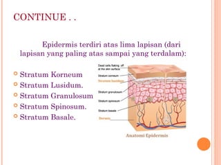 anatomi dan fisiologi sistem integumen manusia | PPT