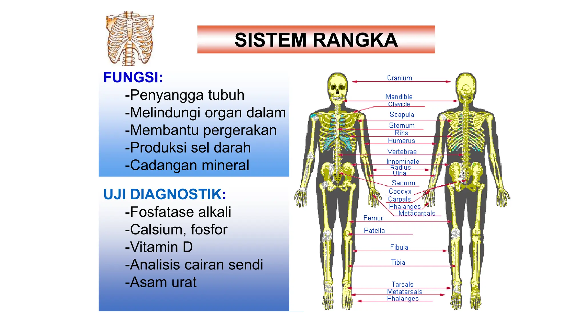 Anatomi dan Fisiologi Manusia manusia.pptx