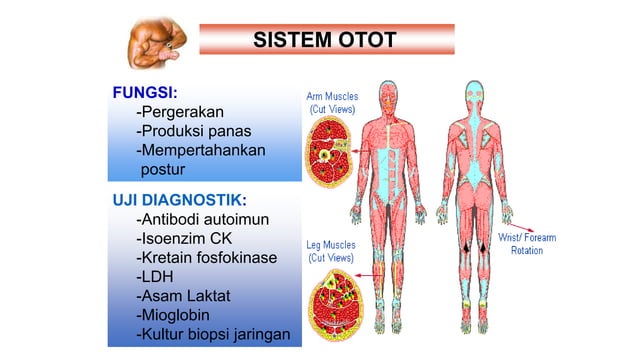 Anatomi dan Fisiologi Manusia manusia.pptx
