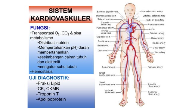 Anatomi dan Fisiologi Manusia manusia.pptx