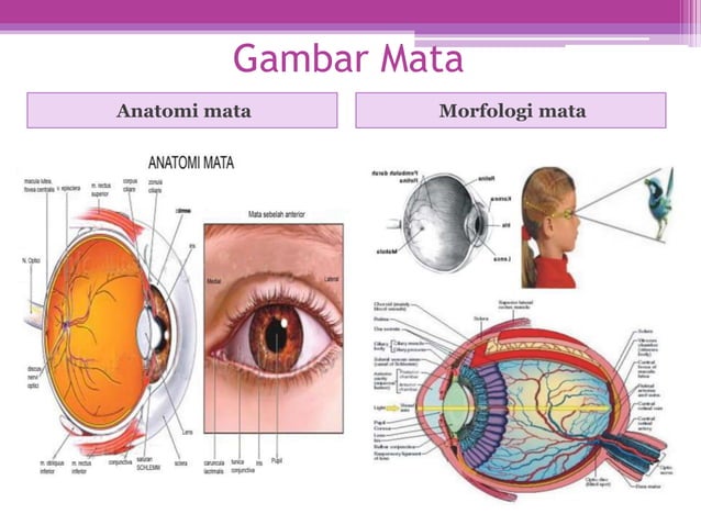 Anatomi dan fisiologi mata | PPT