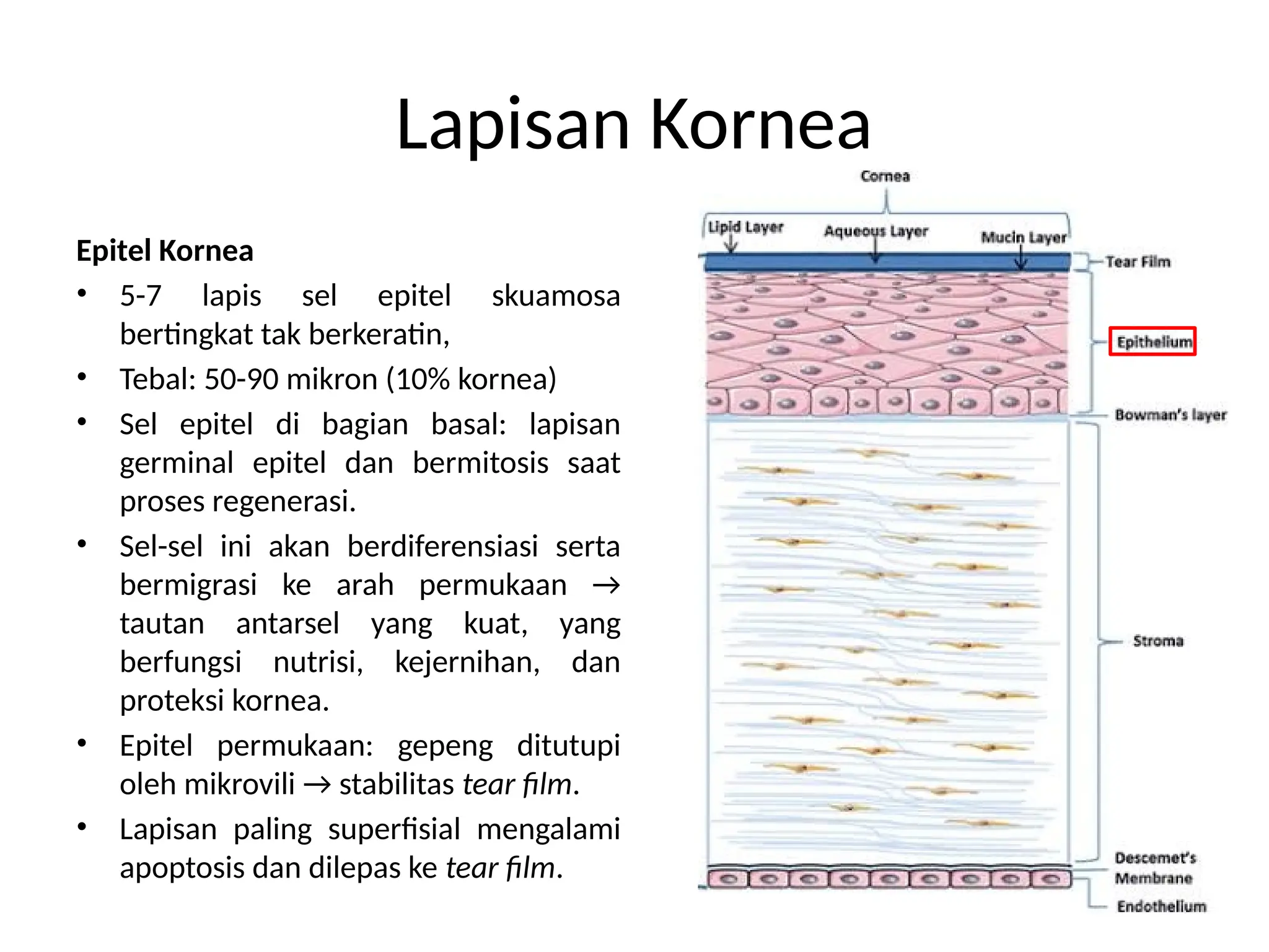 Anatomi dan Fisiologi Mata daras anatomi dan fisiologi | PPTX