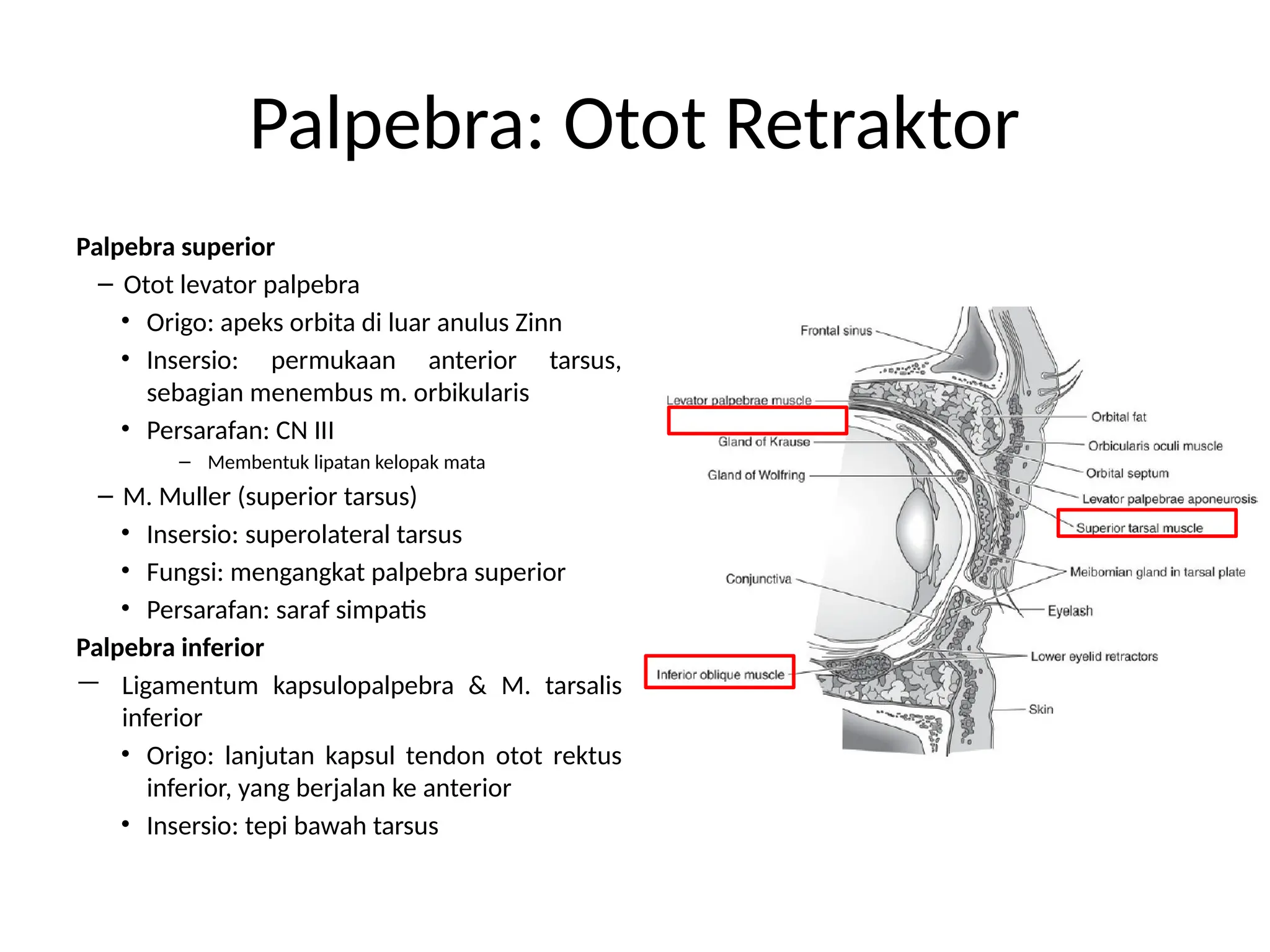 Anatomi dan Fisiologi Mata daras anatomi dan fisiologi | PPTX