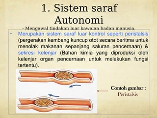 ANATOMI dan FISIOLOGI OTAK pada manusia dan fungsinya | PPT