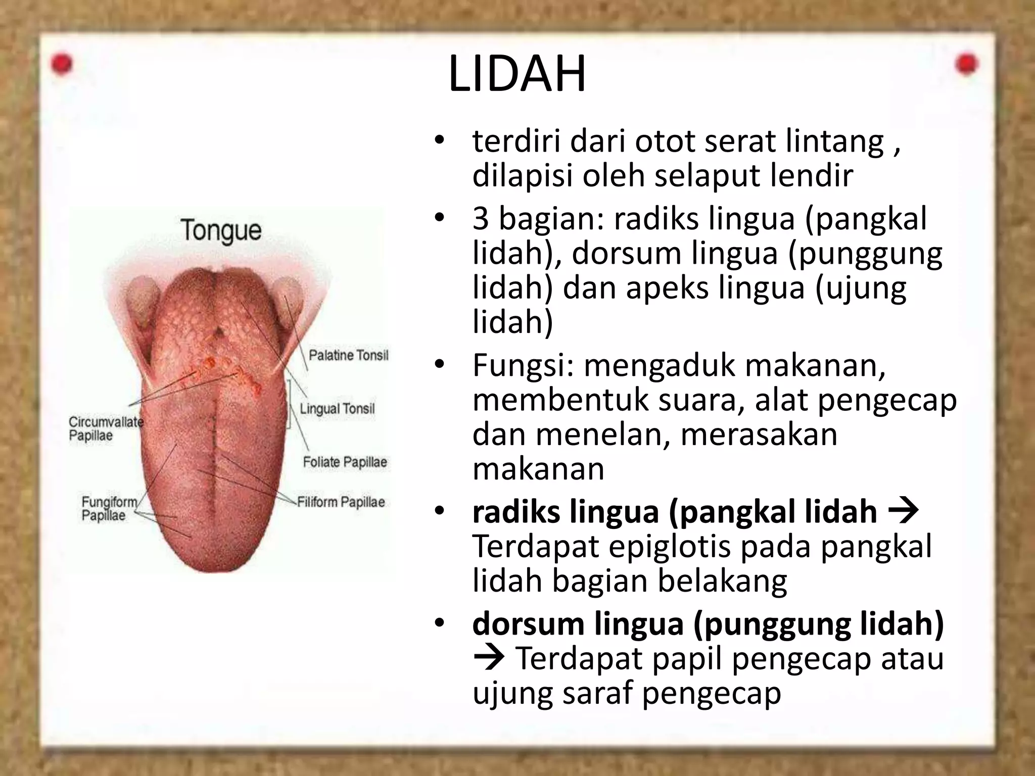 ANATOMI DAN FISIOLOGI PENCERNAAN.ppt