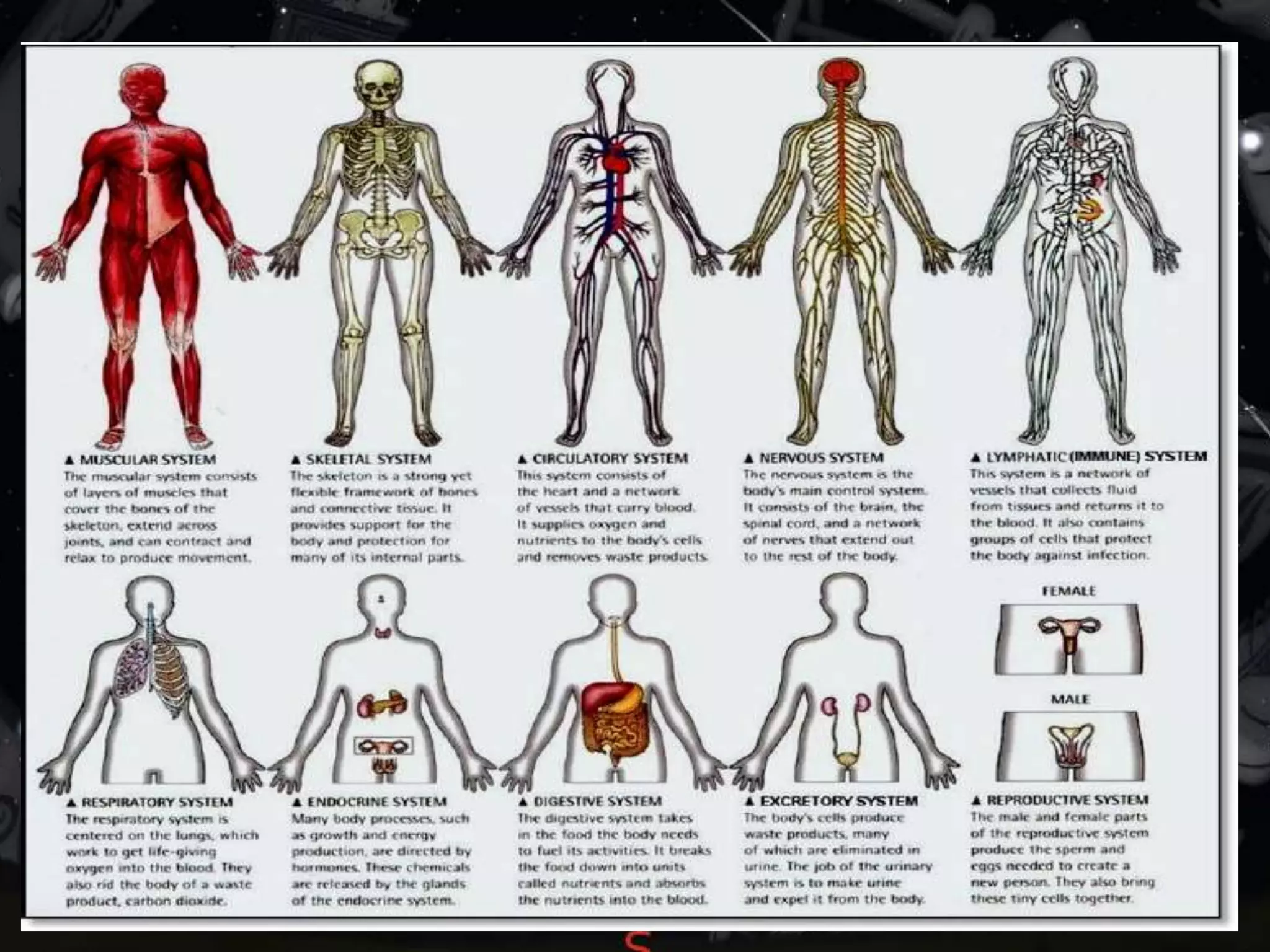 Anatomi dan fisiologi (sains sukan) unit berstruktur | PPTX