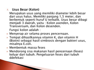 Anatomi dan fisiologi sist. pencernaan | PPTX