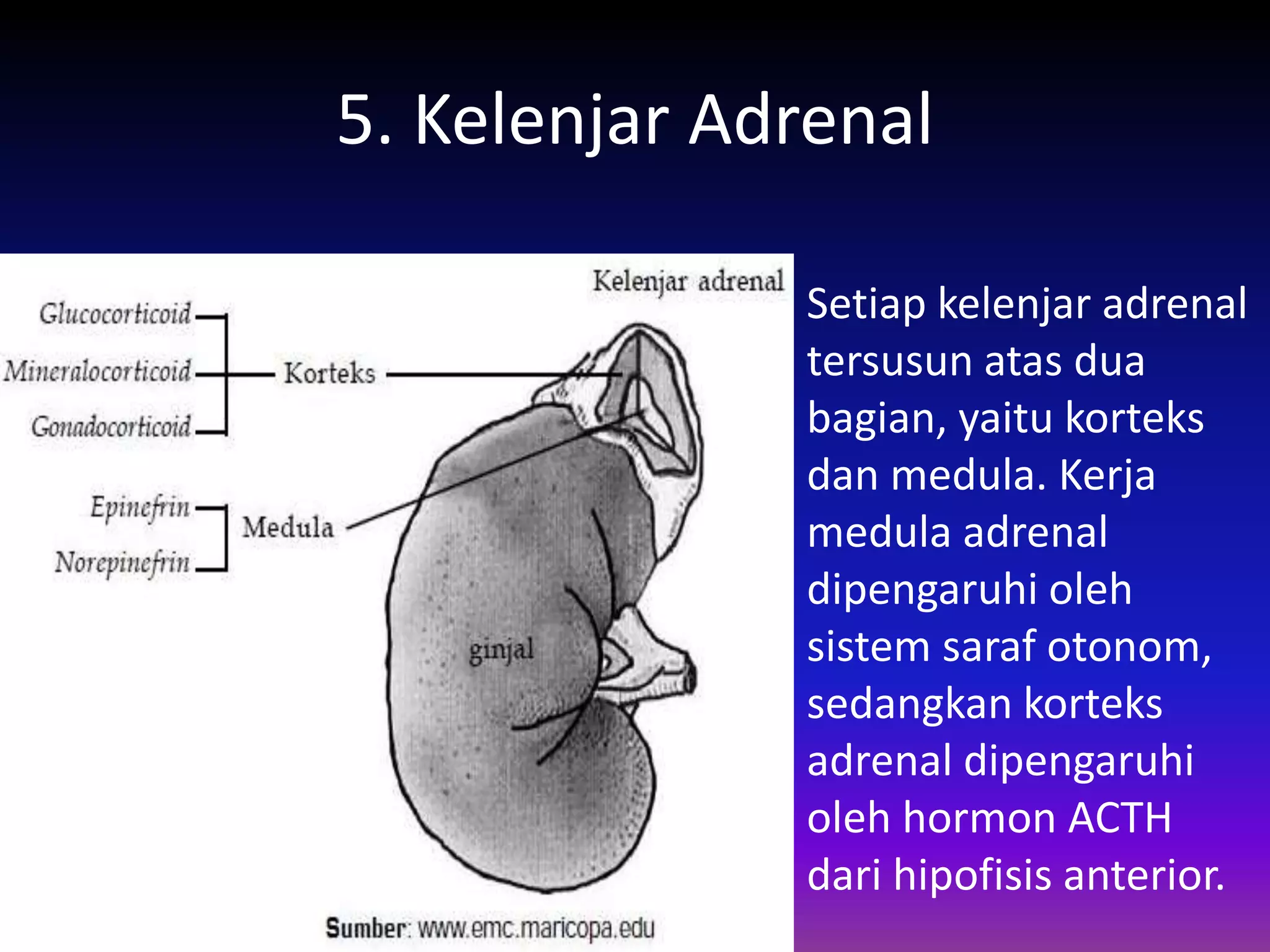 Anatomi dan fisiologi sistem endokrin | PPTX