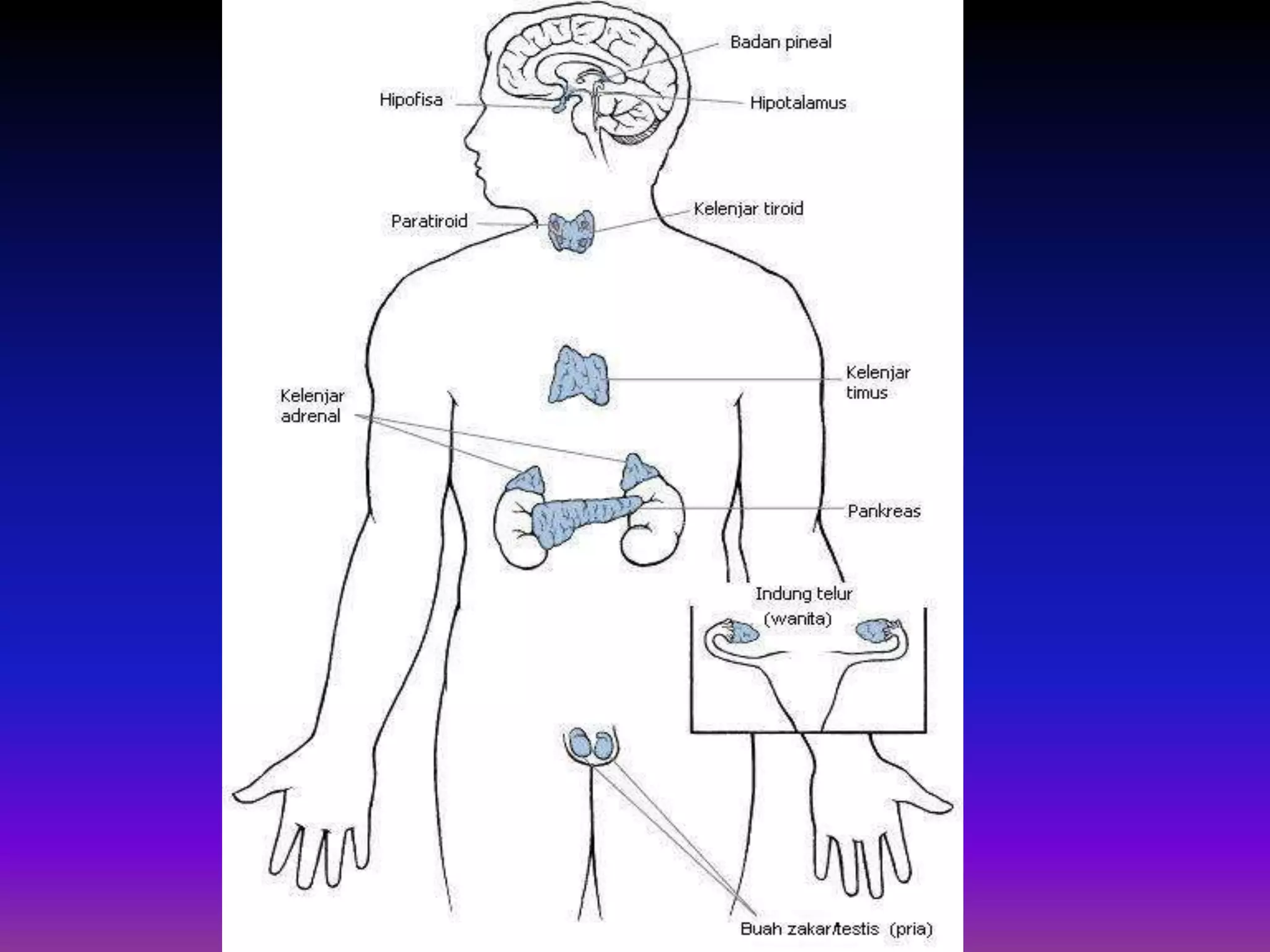 Anatomi dan fisiologi sistem endokrin | PPTX