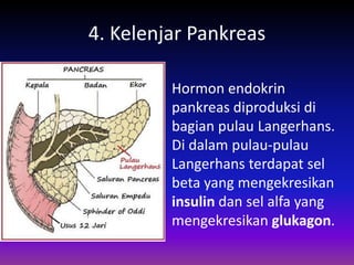 Anatomi dan fisiologi sistem endokrin | PPTX