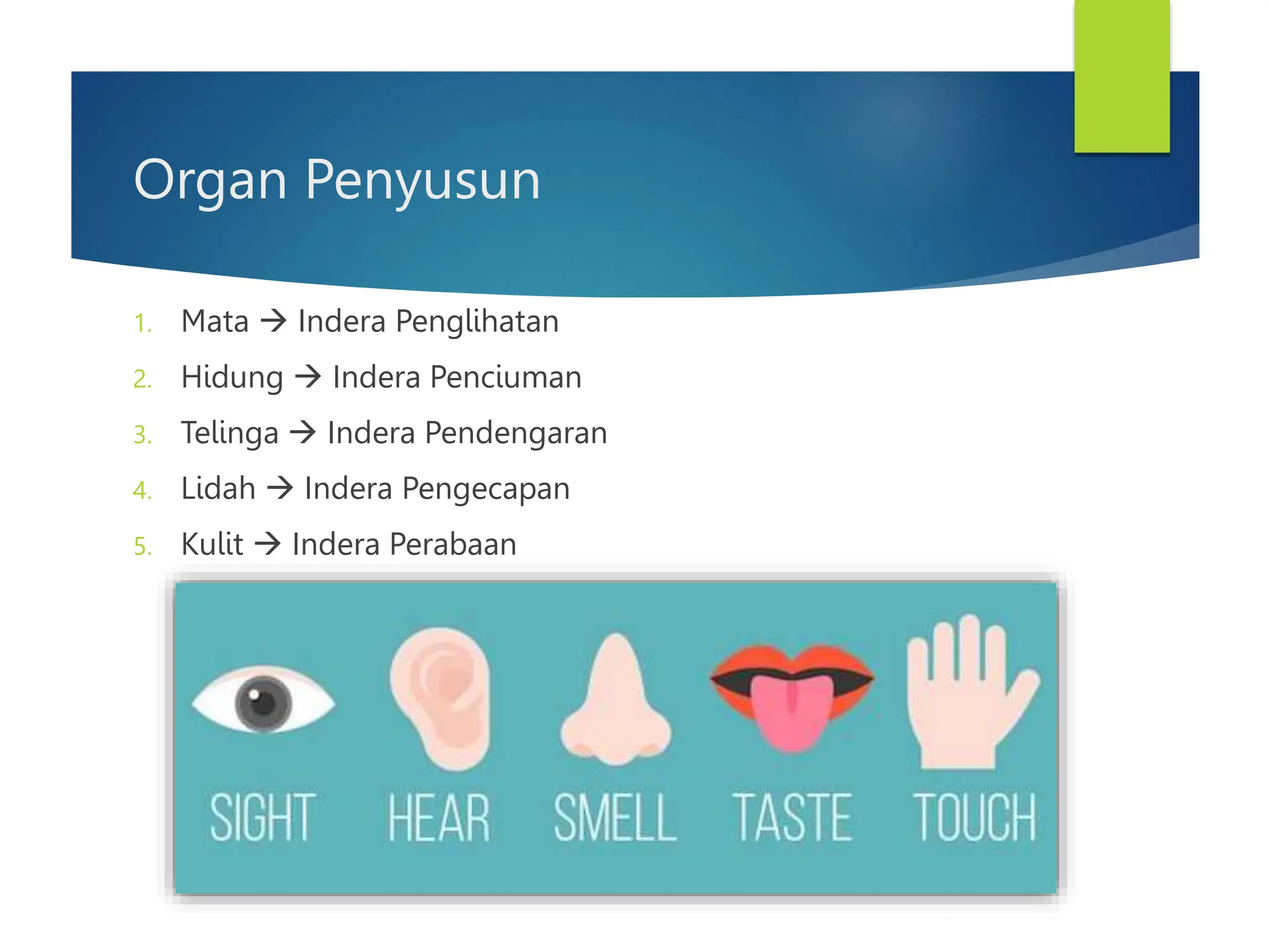 ANATOMI DAN FISIOLOGI SISTEM INDRA (SPECIAL SENSES).pptx