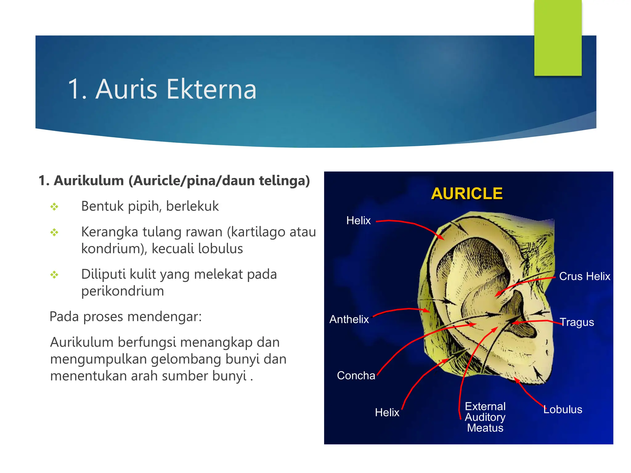 ANATOMI DAN FISIOLOGI SISTEM INDRA (SPECIAL SENSES).pptx