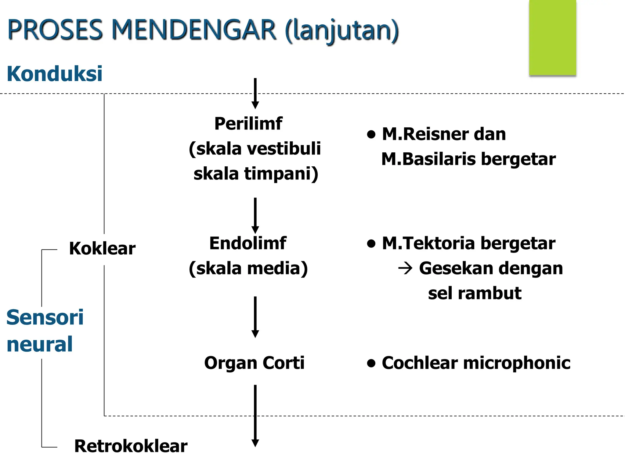 ANATOMI DAN FISIOLOGI SISTEM INDRA (SPECIAL SENSES).pptx