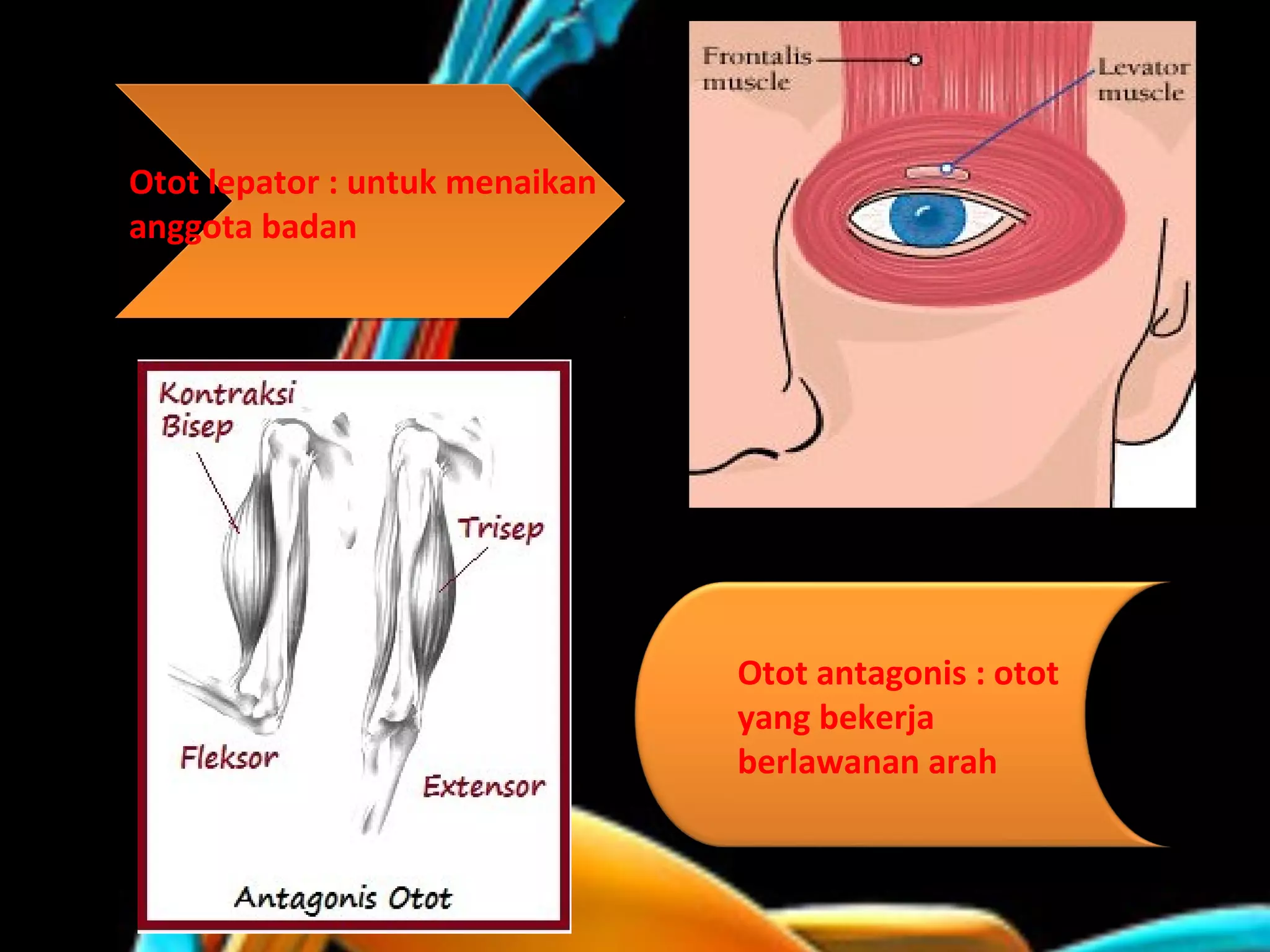 Anatomi dan fisiologi sistem otot | PPT