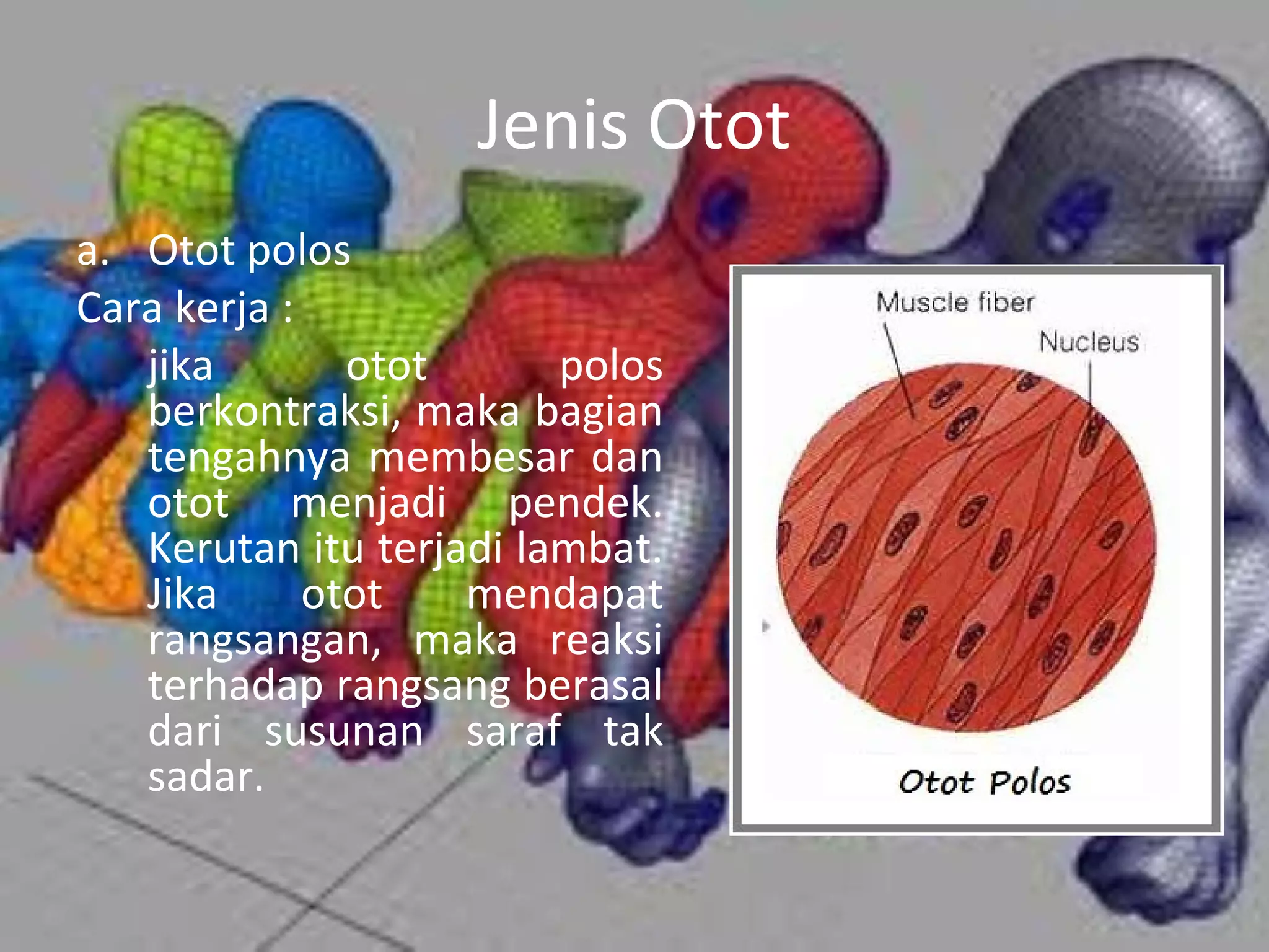 Anatomi dan fisiologi sistem otot | PPT