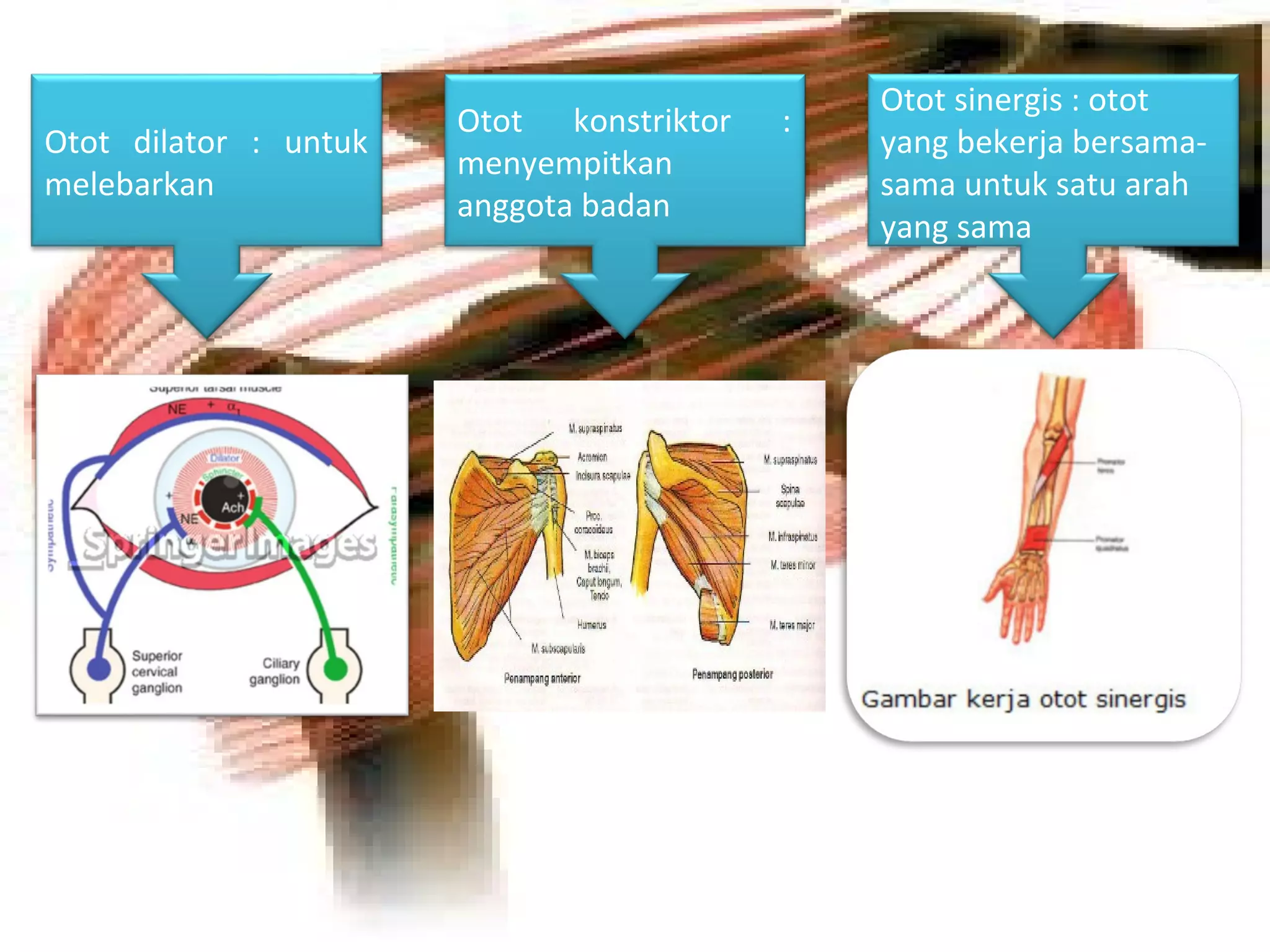 Anatomi dan fisiologi sistem otot | PPT