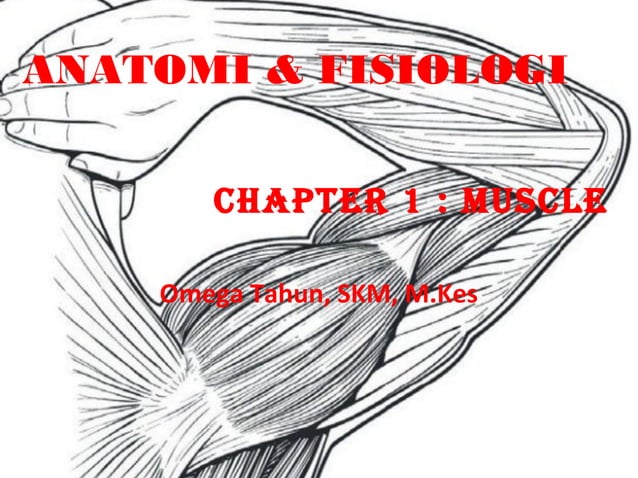 Anatomi dan fisiologi sistem otot | PPT