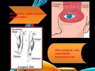 Anatomi dan fisiologi sistem otot | PPT