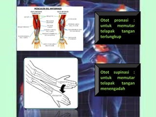 Anatomi dan fisiologi sistem otot | PPT