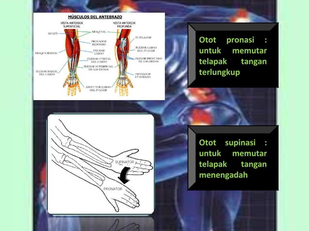 Anatomi dan fisiologi sistem otot | PPT