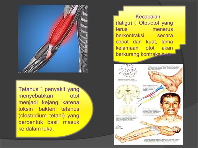 Anatomi dan fisiologi sistem otot | PPT