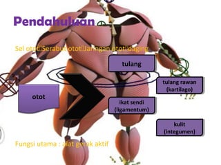Anatomi dan fisiologi sistem otot | PPT