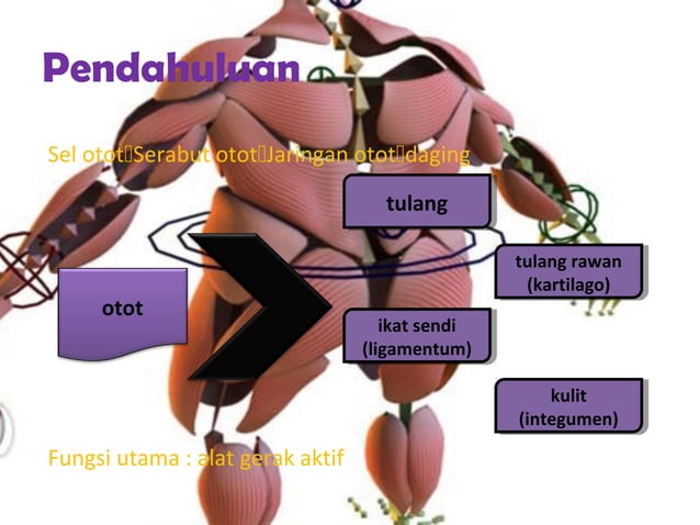 Anatomi dan fisiologi sistem otot | PPT