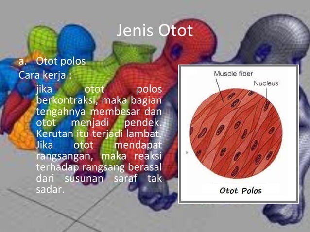 Anatomi dan fisiologi sistem otot | PPT