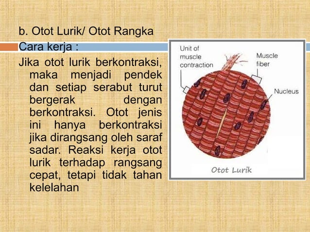 Anatomi dan fisiologi sistem otot | PPT