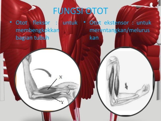 Anatomi dan fisiologi sistem otot | PPT