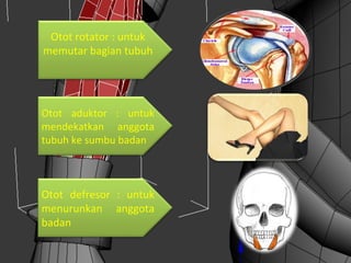 Anatomi dan fisiologi sistem otot | PPT