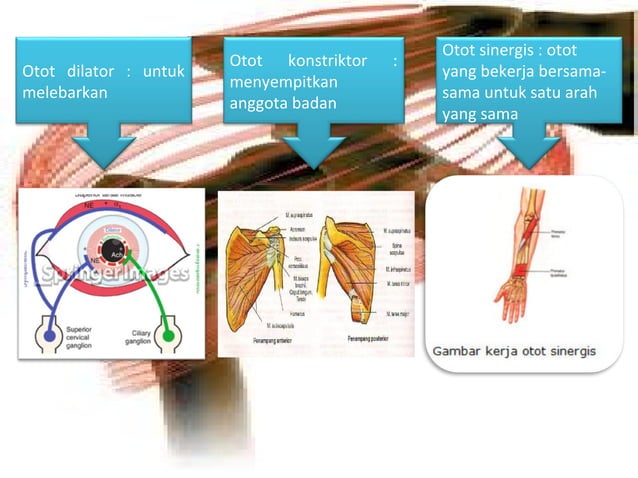 Anatomi dan fisiologi sistem otot | PPT