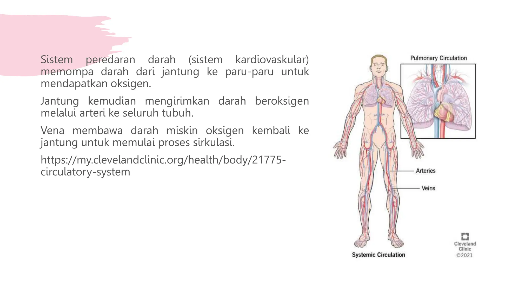 ANATOMI DAN FISIOLOGI SISTEM PEREDARAN DARAH.pptx