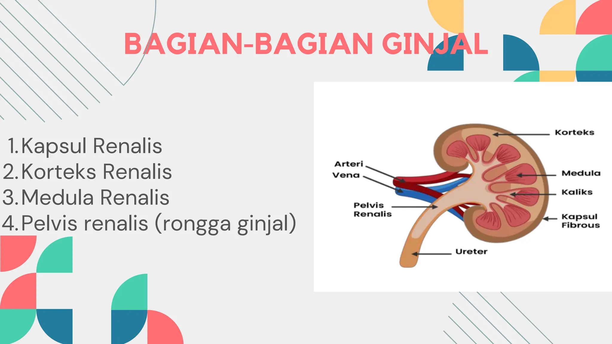 Anatomi dan fisiologi sistem perkemihan qpdf.pdf