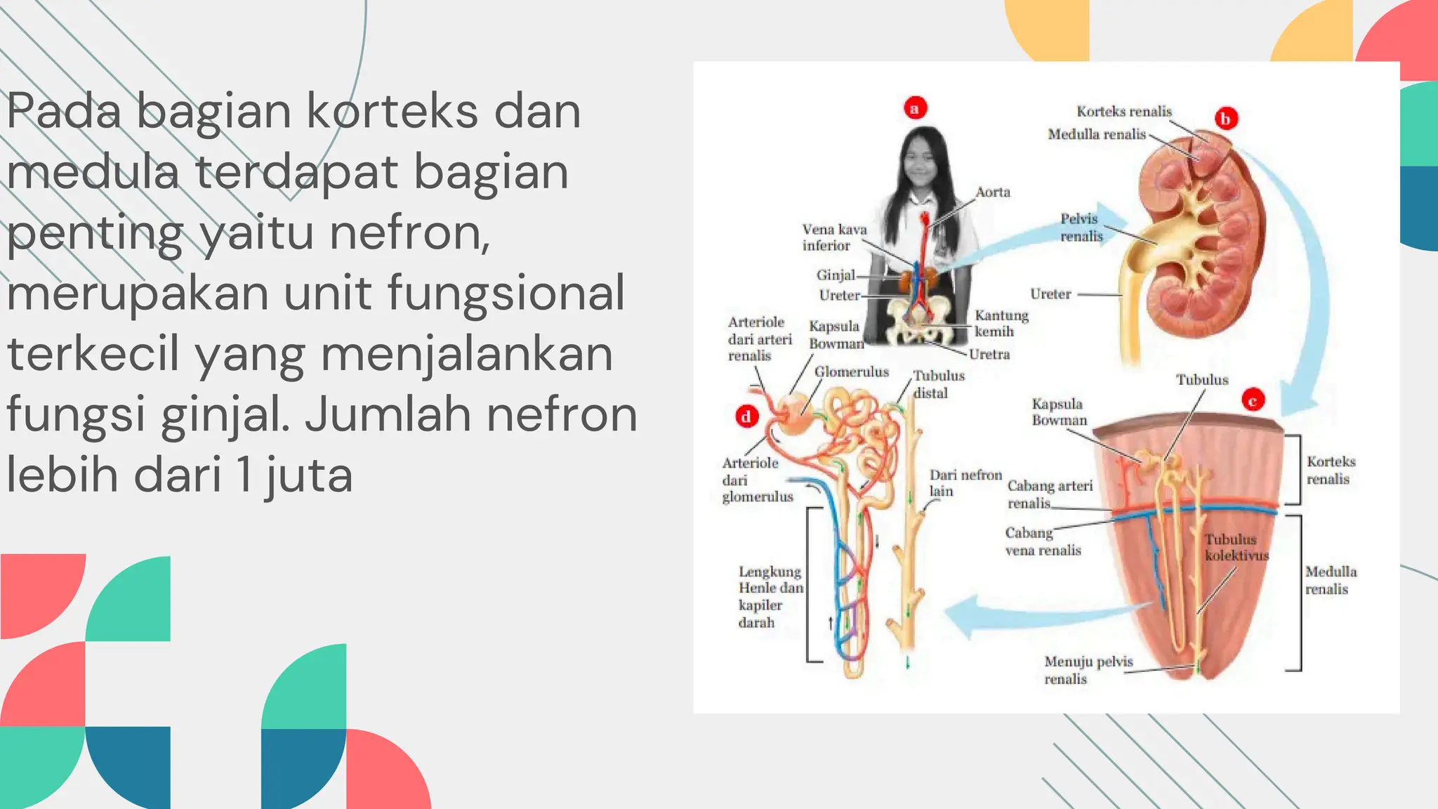 Anatomi dan fisiologi sistem perkemihan qpdf.pdf