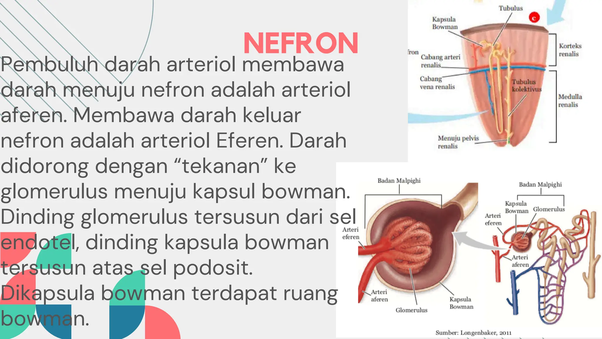Anatomi dan fisiologi sistem perkemihan qpdf.pdf