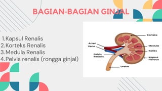 Anatomi dan fisiologi sistem perkemihan qpdf.pdf